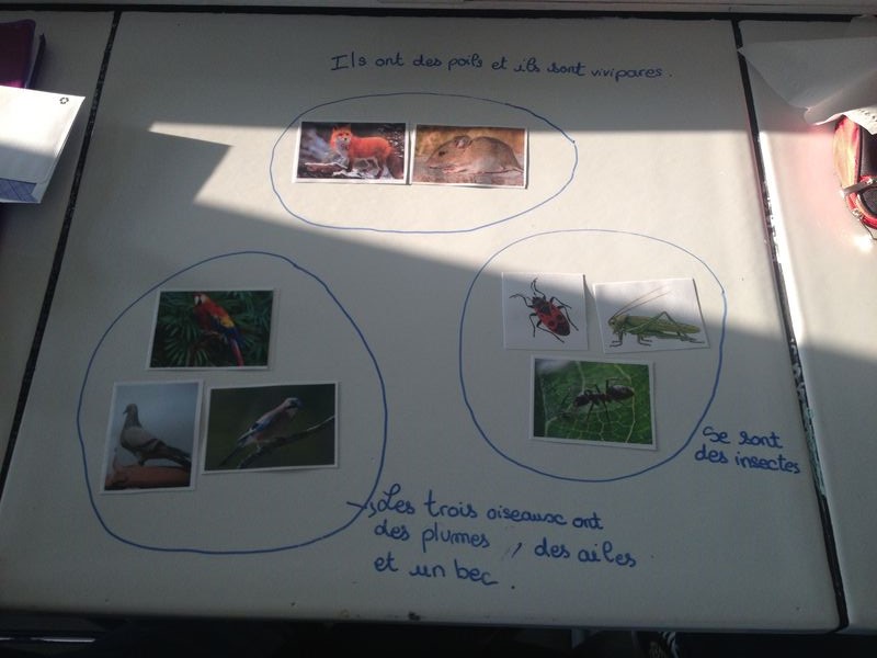 chapitre-2-classer-et-identifier-les-etres-vivants - marcouxsvt